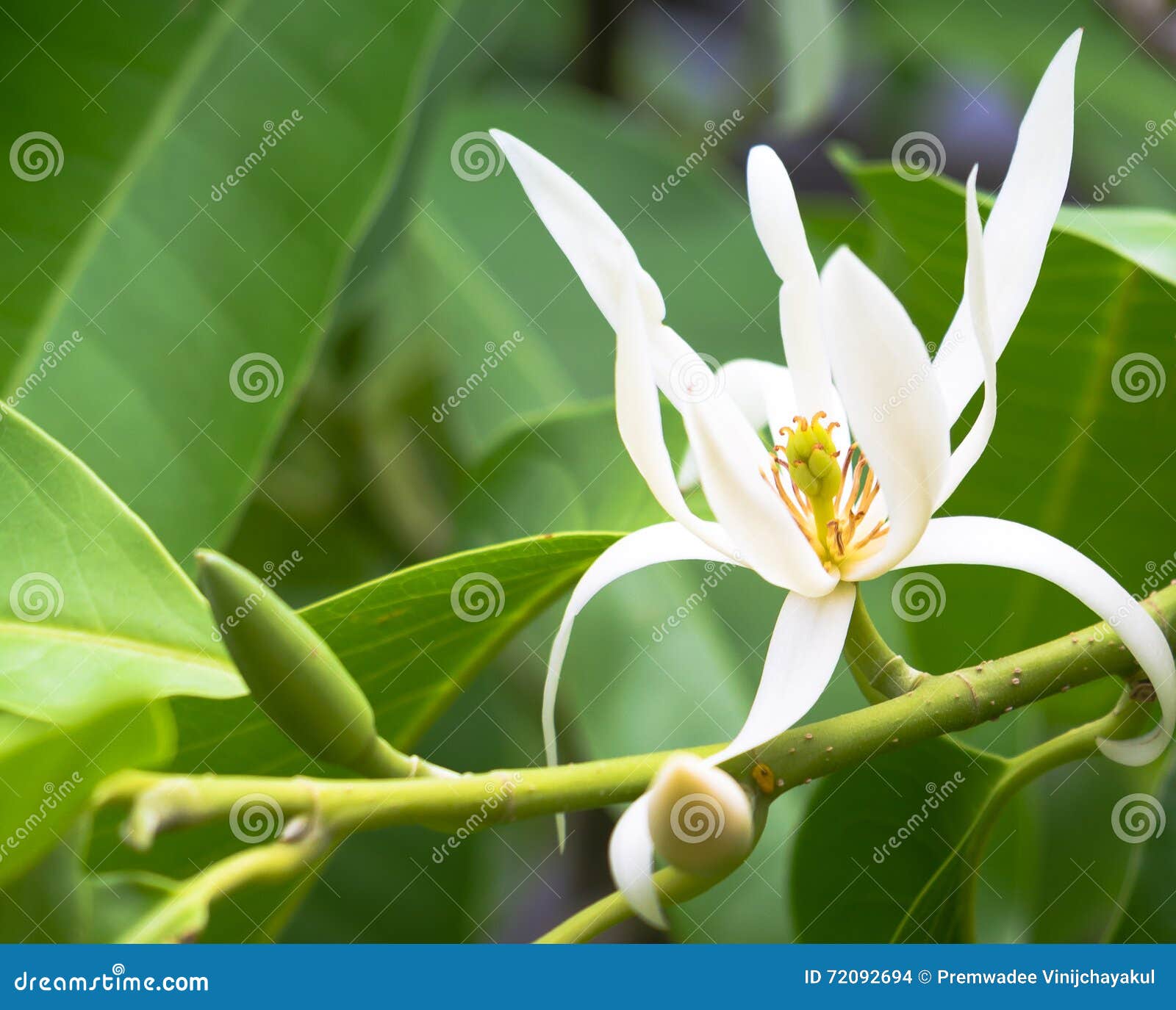 White Champaka stock photo. Image of flower, object, leaves - 72092694