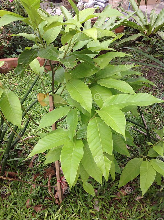 White Champaka tree stock image. Image of champaka, white - 52017635