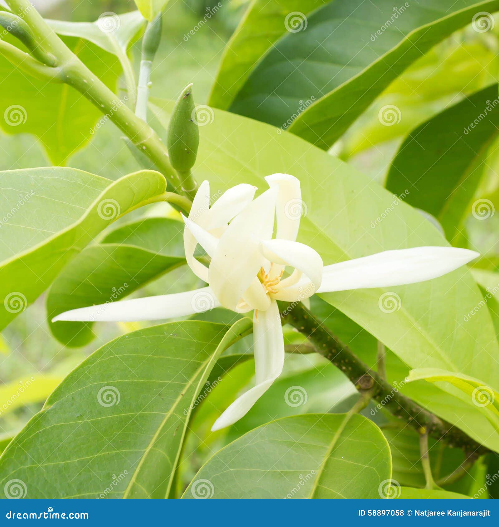 White Champaka on the Tree. Michelia Alba DC Stock Photo - Image of ...