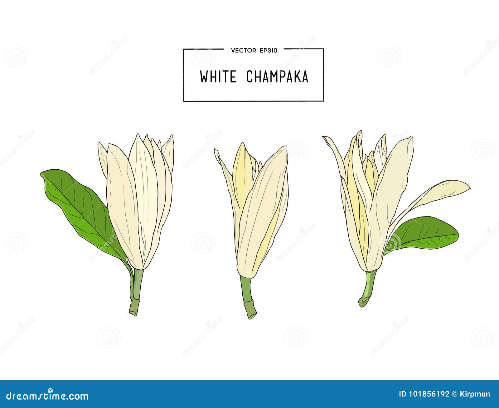 Yellow Michelia Alba Or Michelia Champaca On Tree Vector Illustration ...