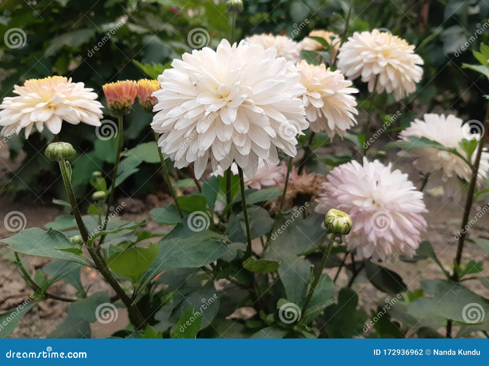 Chandra Malika Flower Royalty-Free Stock Photography | CartoonDealer ...