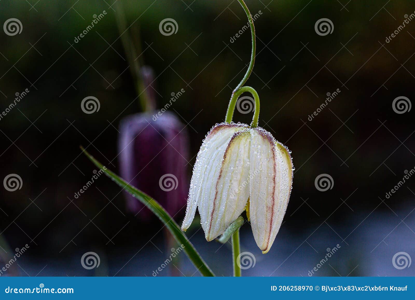 White checkerboard flower stock photo. Image of place - 206258970