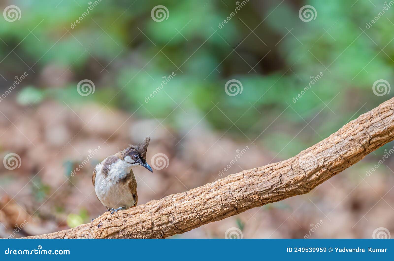 A White Cheek Bul Bul Perching on a Tree Stock Image - Image of beak ...