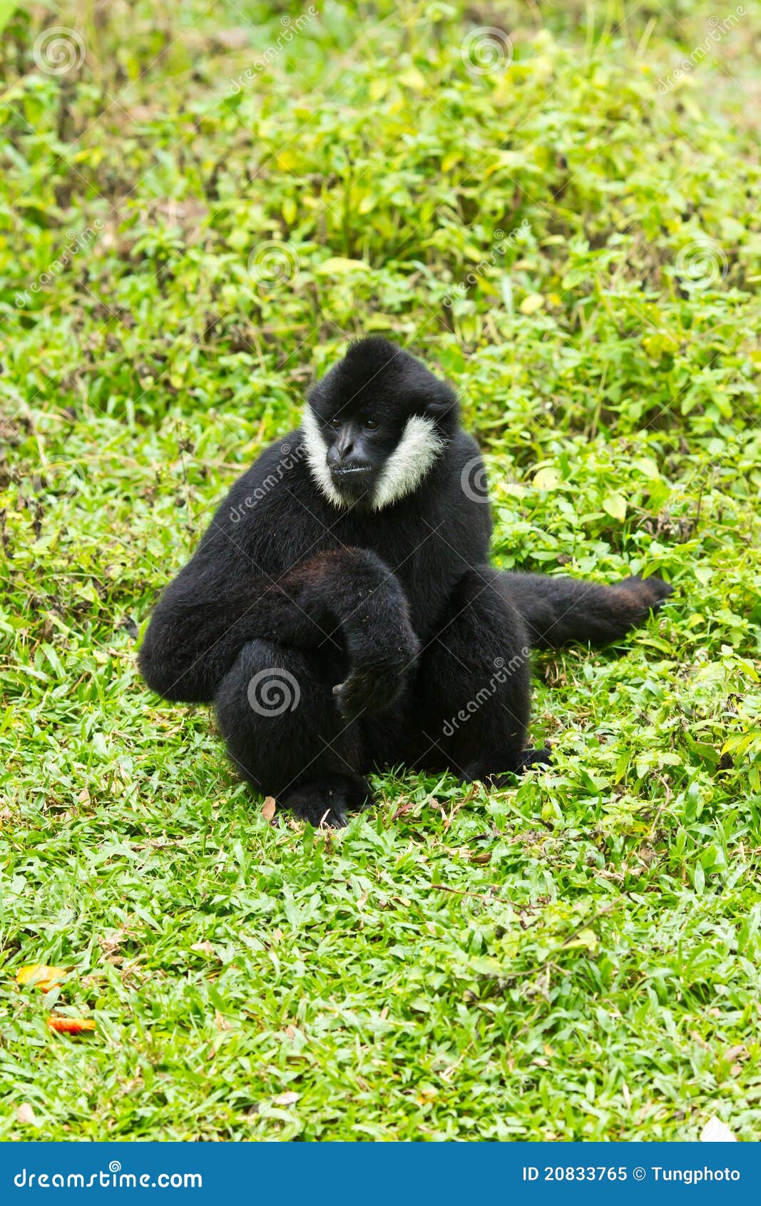 White Cheek Gibbon stock image. Image of hominid, primate - 20833765