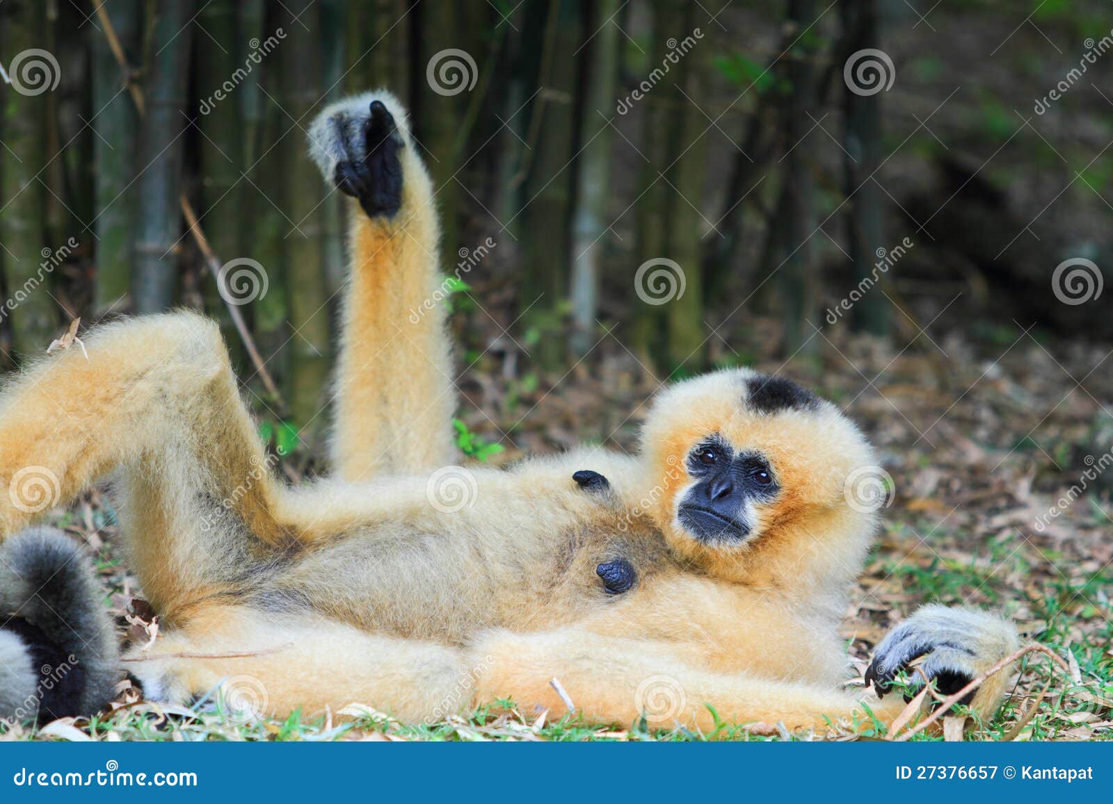 White Cheek Gibbon Royalty-Free Stock Photography | CartoonDealer.com ...