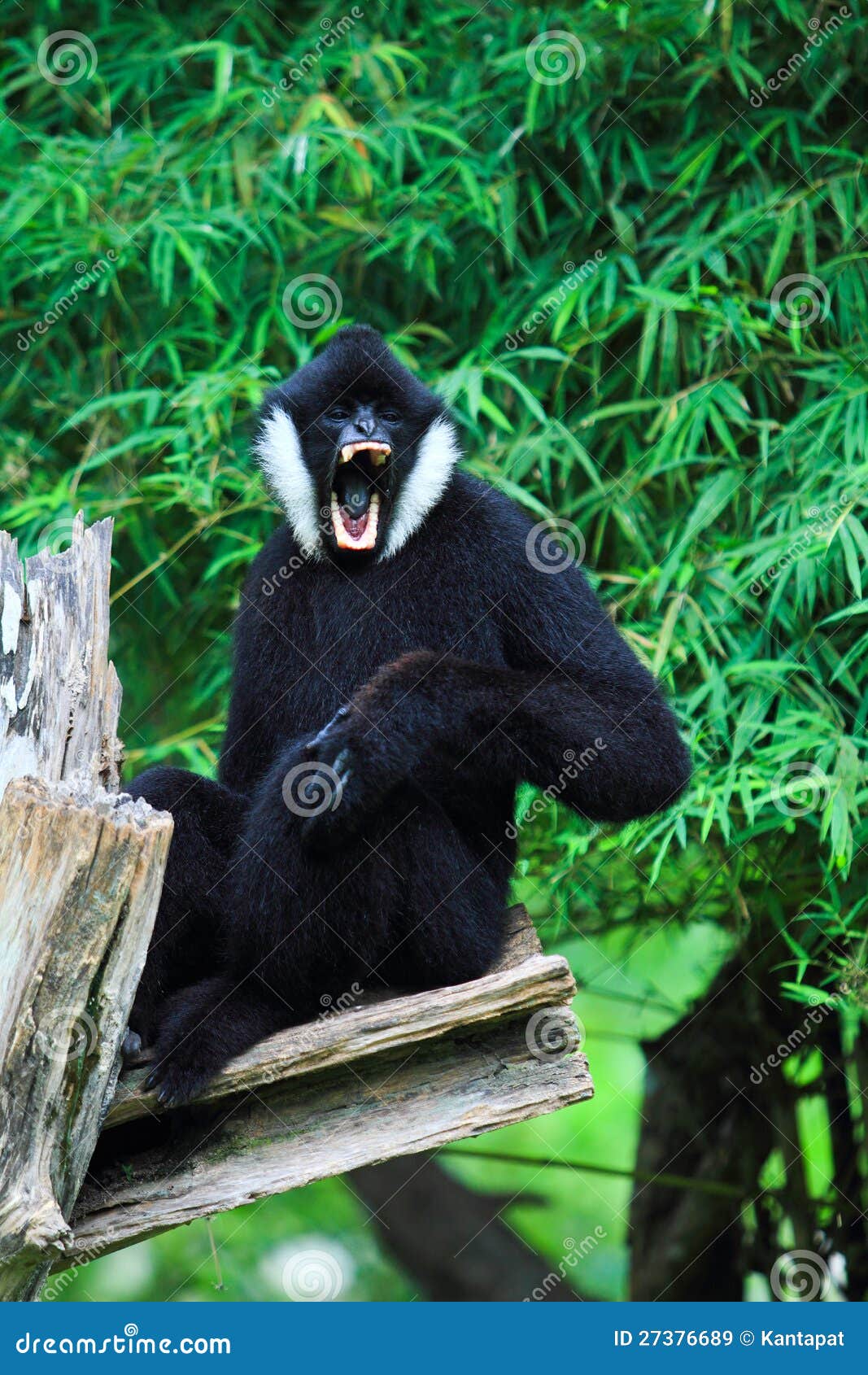 White cheek gibbon stock image. Image of monkey, cheek - 27376689