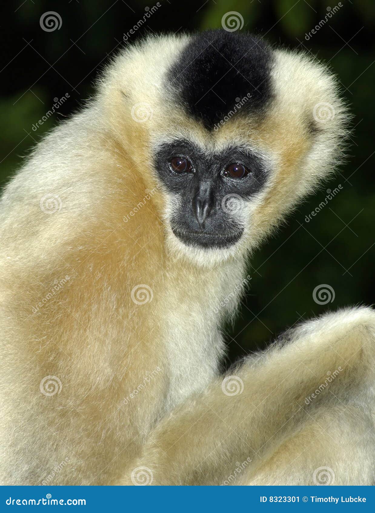 White Cheek Gibbon stock image. Image of cheek, monkey - 8323301