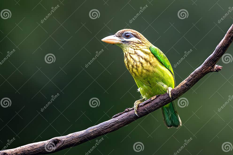 White Cheeked Barnet - stock image. Image of coverts - 293437857