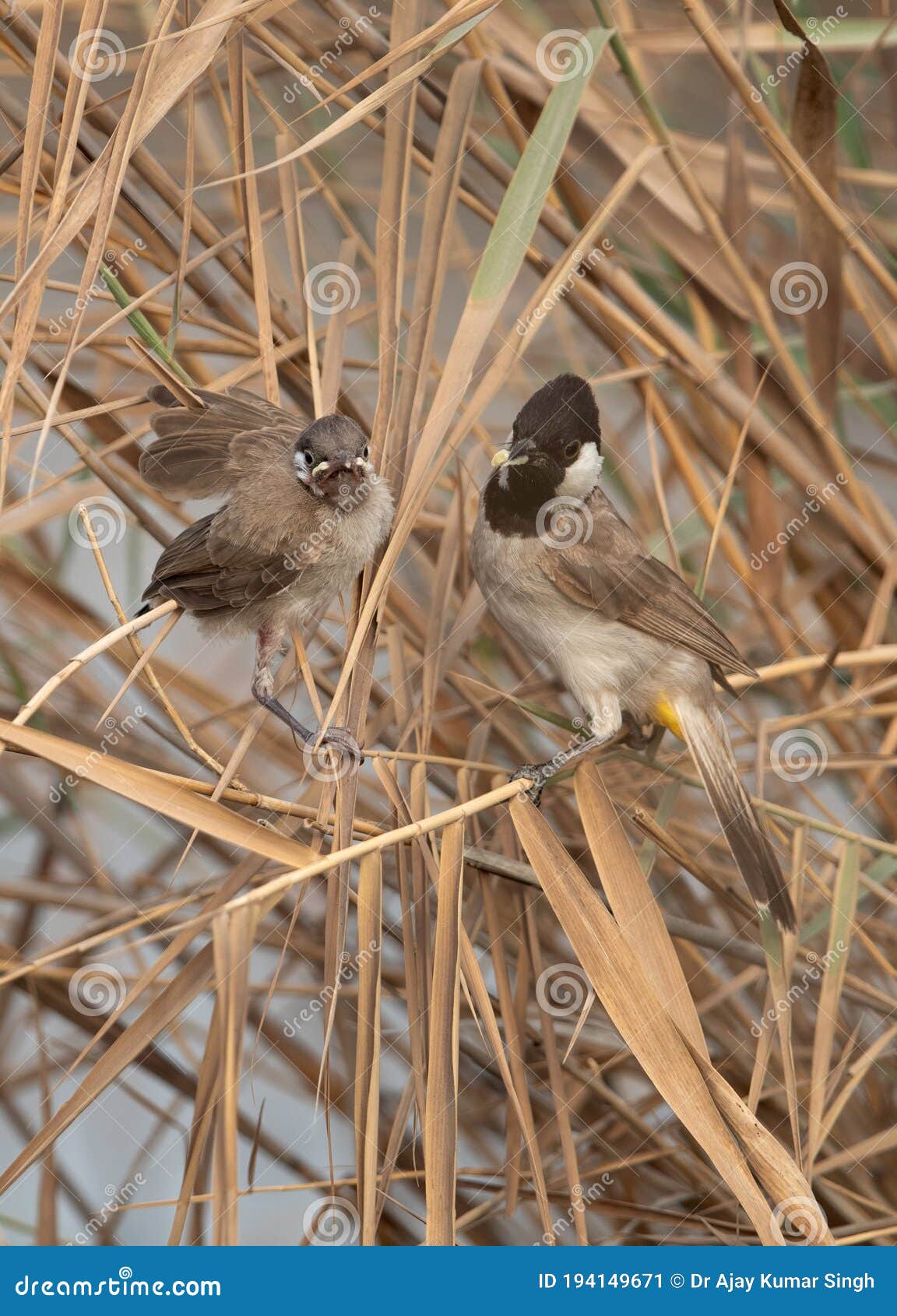 White-cheeked Bulbul Feeding Her Chick Stock Image - Image of common ...