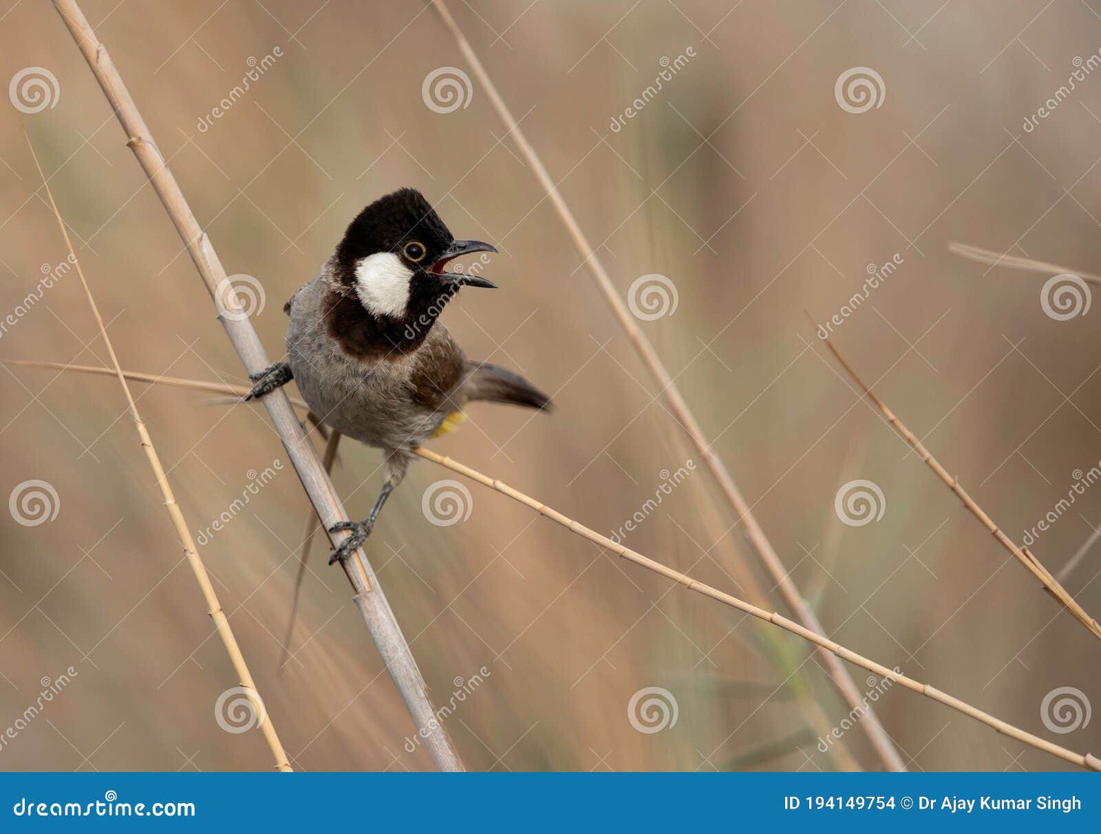 White-cheeked Bulbul Perched on Reed Stock Photo - Image of fauna ...