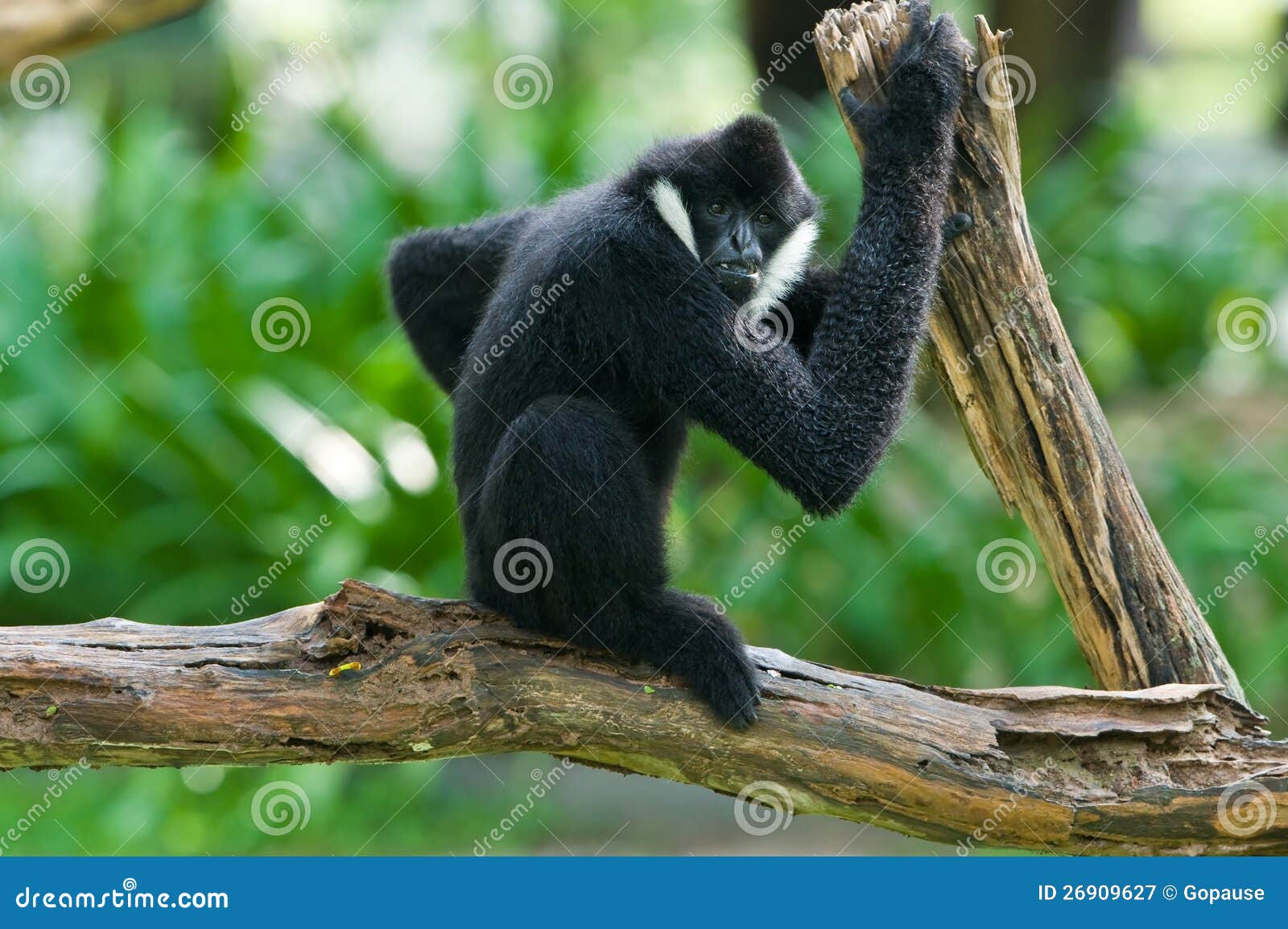 White-cheeked gibbon stock image. Image of face, animal - 26909627