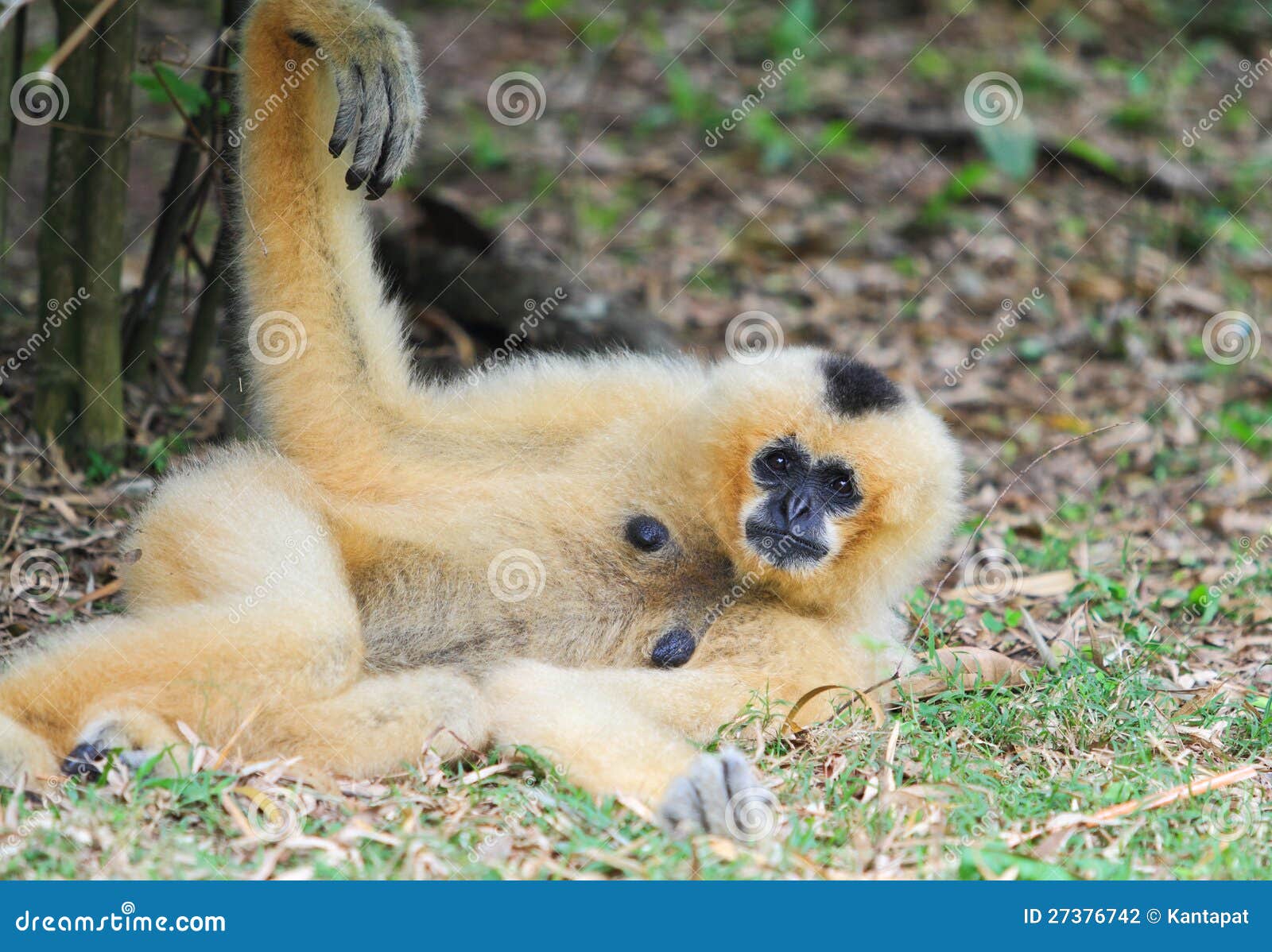 White cheeked gibbon stock photo. Image of green, brown - 27376742