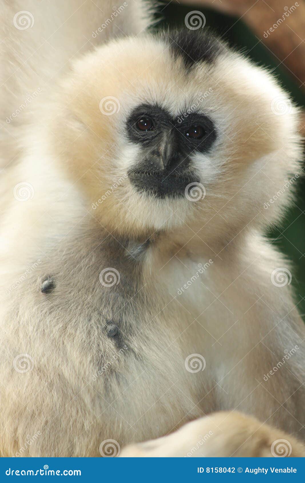 White-cheeked Gibbon stock photo. Image of forest, face - 8158042