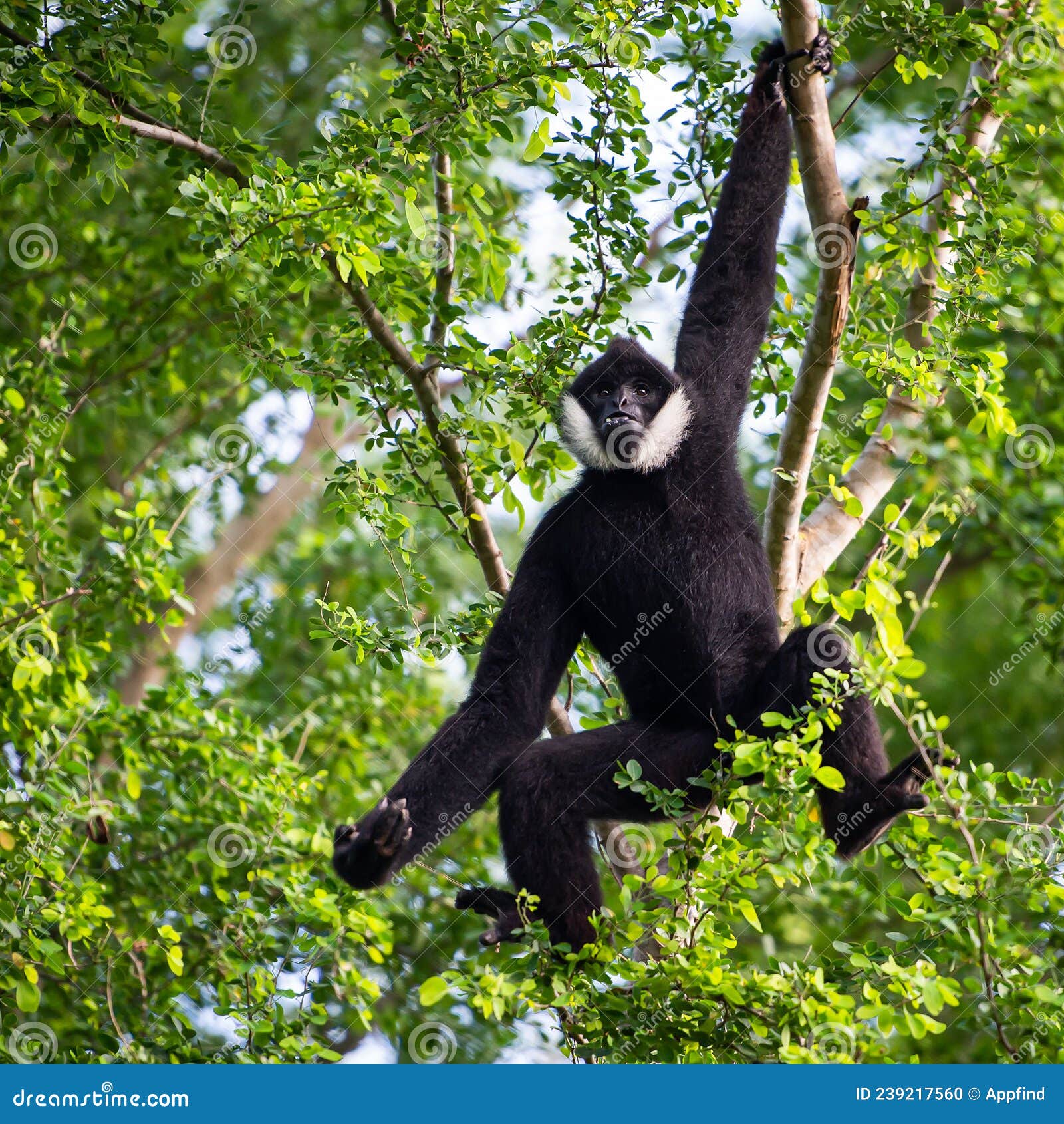 White-cheeked gibbon stock photo. Image of captivity - 239217560