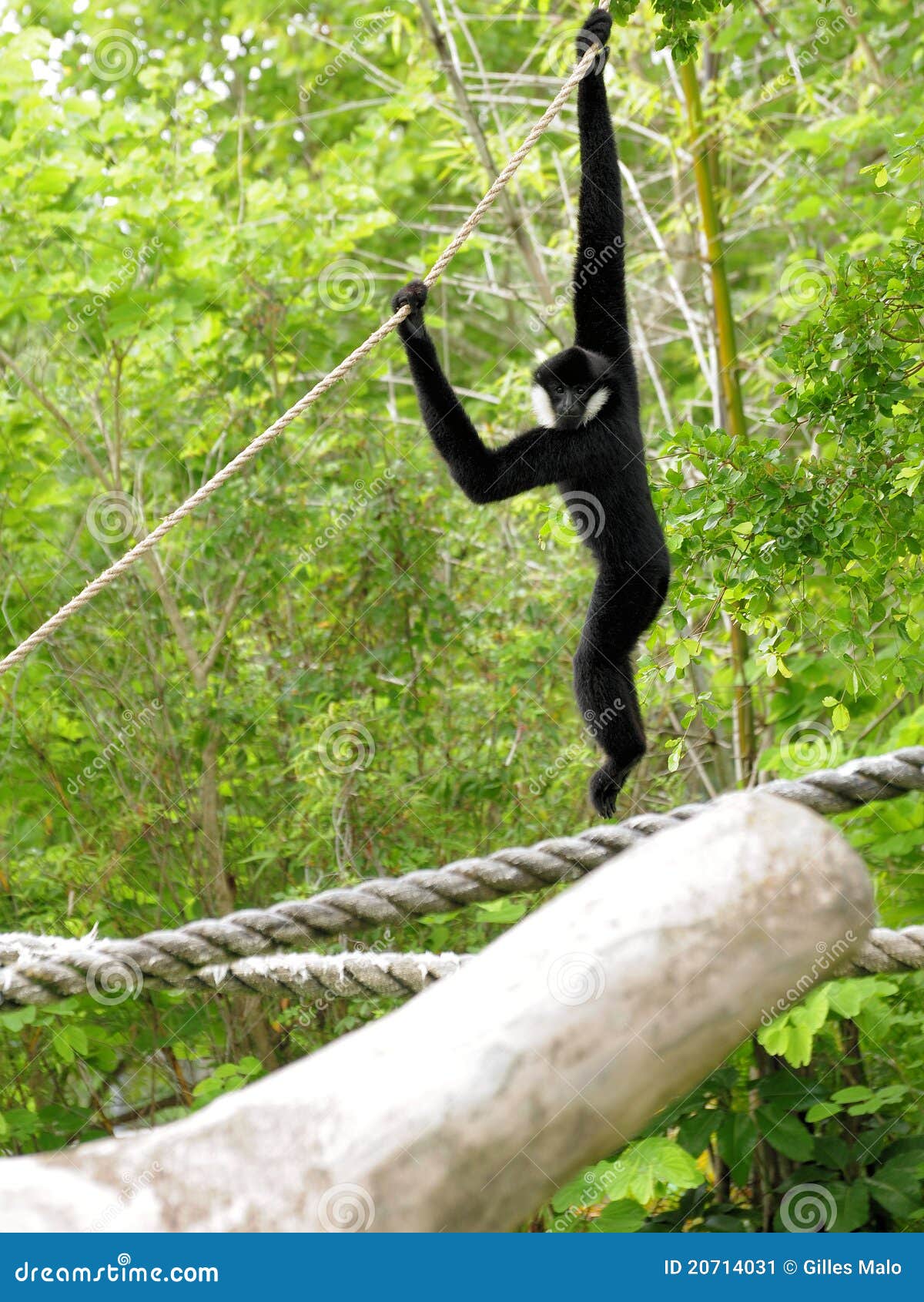 White-cheeked Gibbon Monkey Stock Image - Image of monkey, primate ...