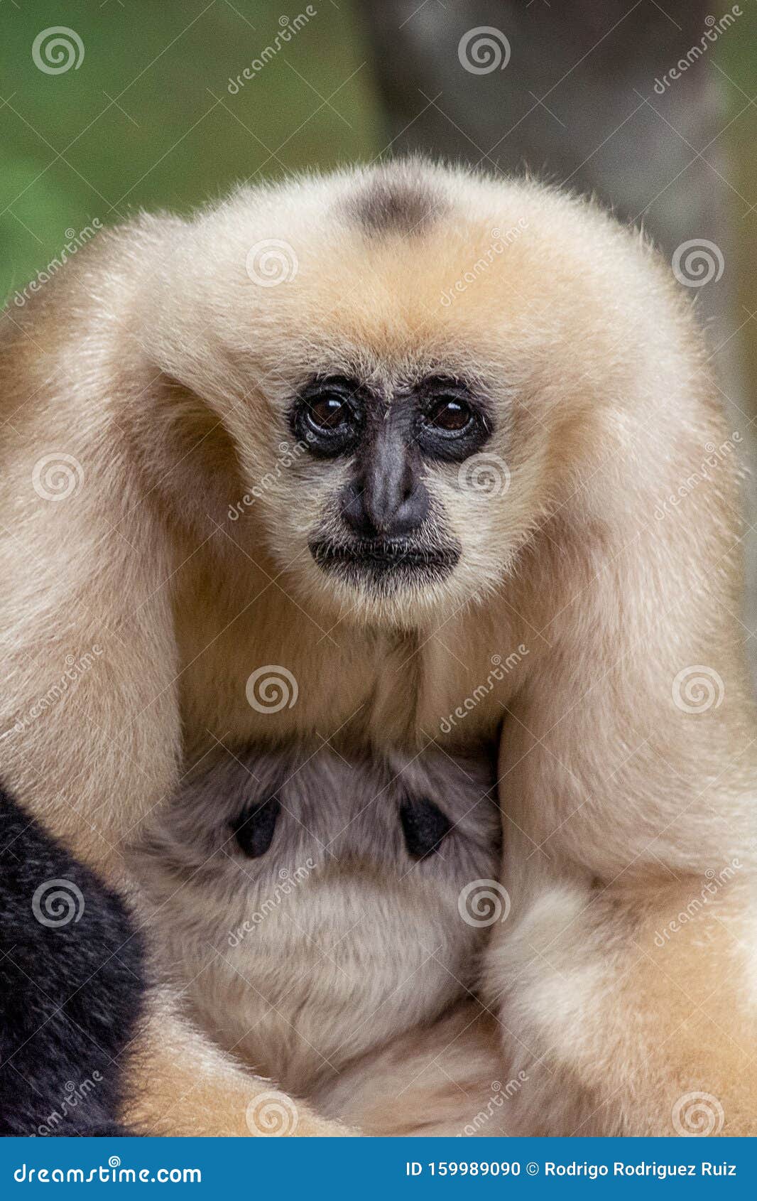 White-Cheeked Gibbon Monkey Facing the Camera Stock Photo - Image of ...