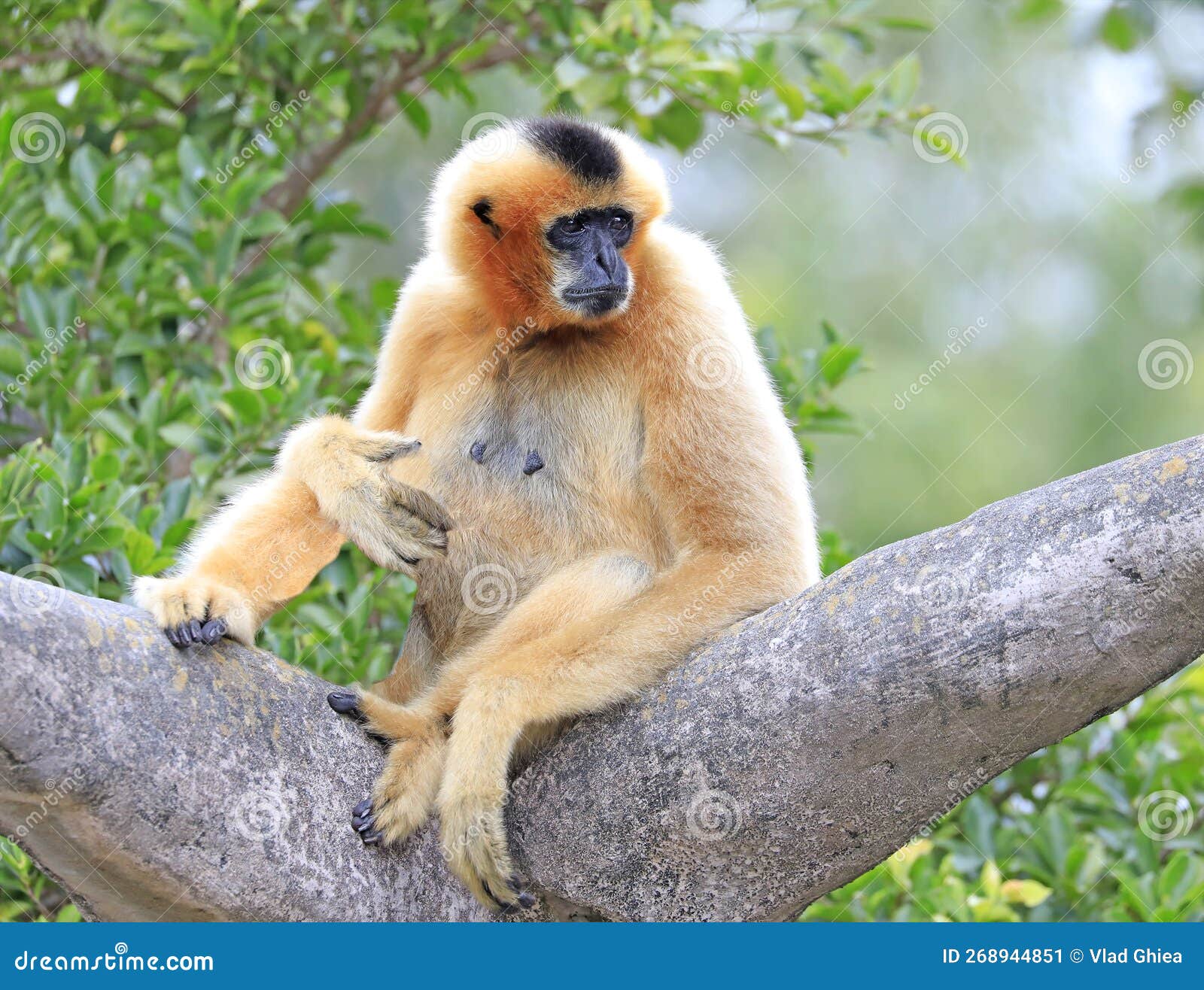 White-cheeked Gibbon Monkey Portrait Stock Image - Image of rainforest ...