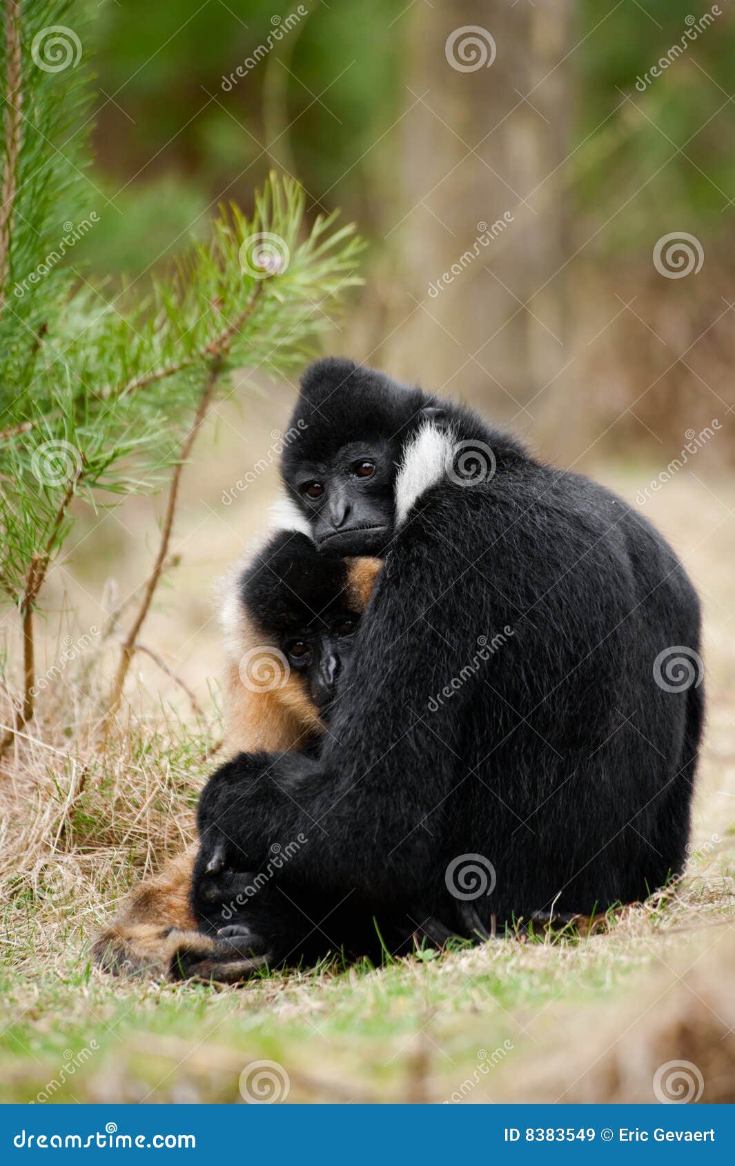 White-cheeked Gibbon (Nomascus Leucogenys) Stock Image - Image of ...
