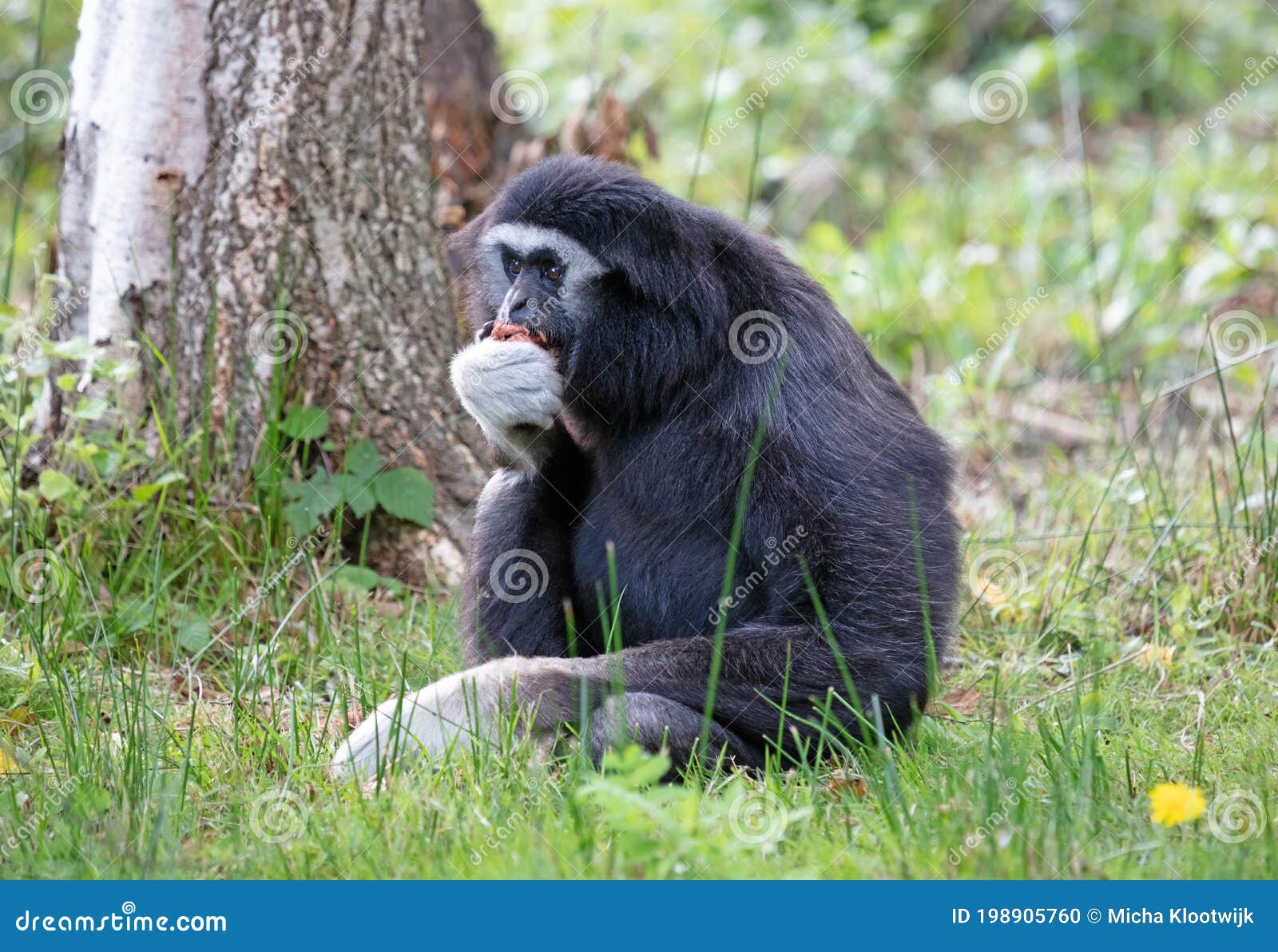 White-cheeked Gibbon, Nomascus Leucogenys Stock Photo - Image of ...