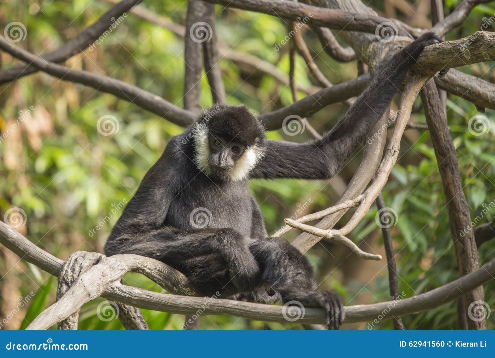 White Cheeked Gibbon (Nomascus Leucogenys) Stock Photo - Image of ...