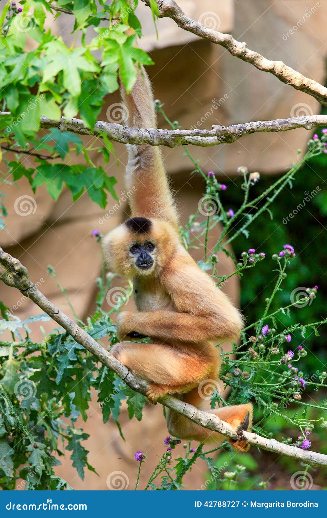 White-cheeked gibbon stock image. Image of expression - 42788727
