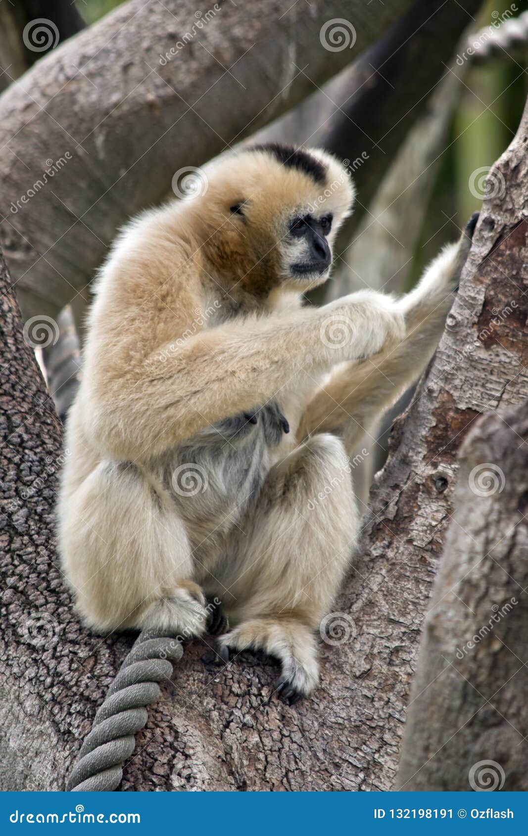 White cheeked gibbon stock image. Image of yelling, brown - 132198191