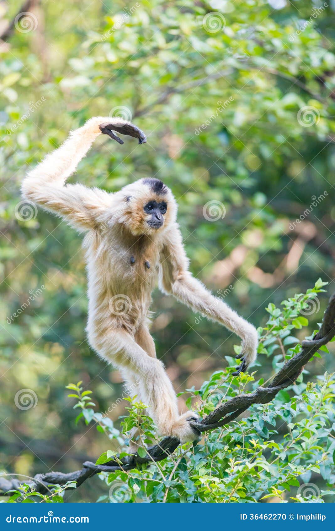 Gibbon Walking