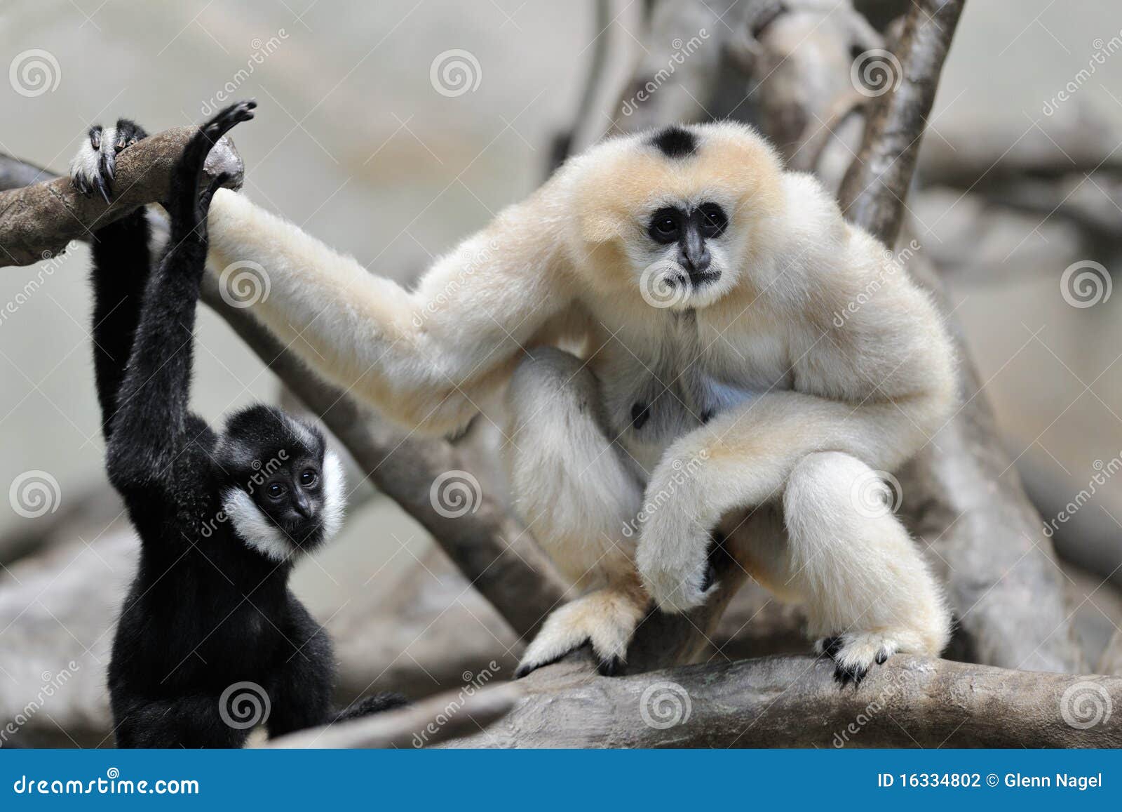 White Cheeked Gibbons Mother and Baby Stock Photo - Image of gibbons ...
