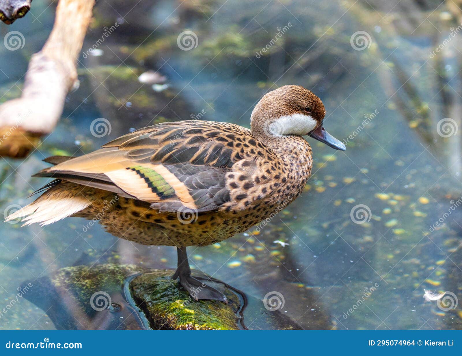 White-cheeked Pintail (Anas Gibberifrons) Spotted Outdoors Stock Photo ...