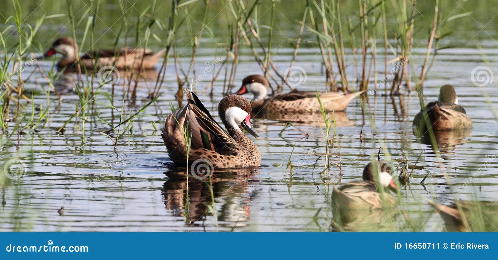 White-cheeked Pintails stock image. Image of cabo, forest - 16650711