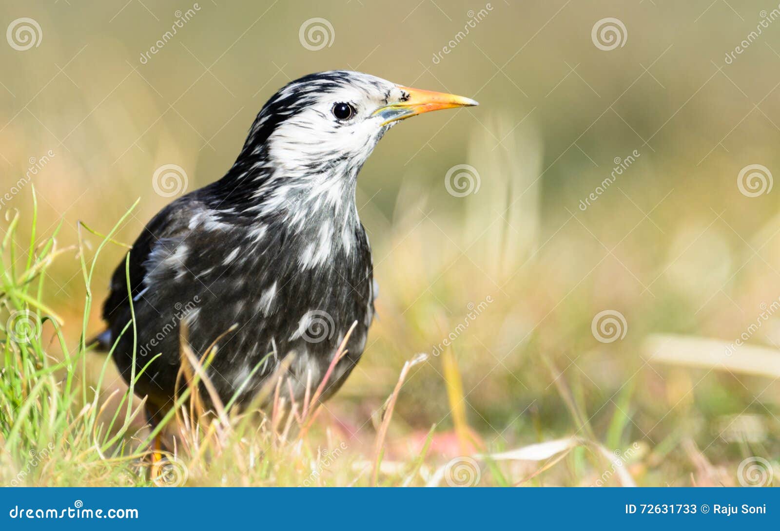 White-Cheeked Starling or Grey Starling Bird Stock Image - Image of ...