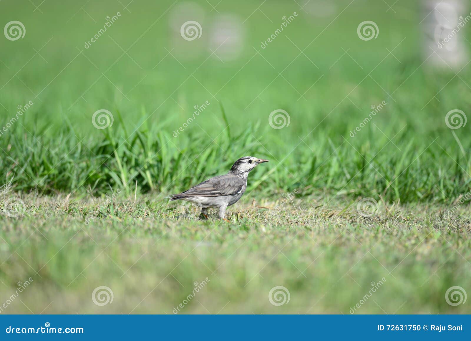 White-Cheeked Starling or Grey Starling Bird Stock Photo - Image of ...