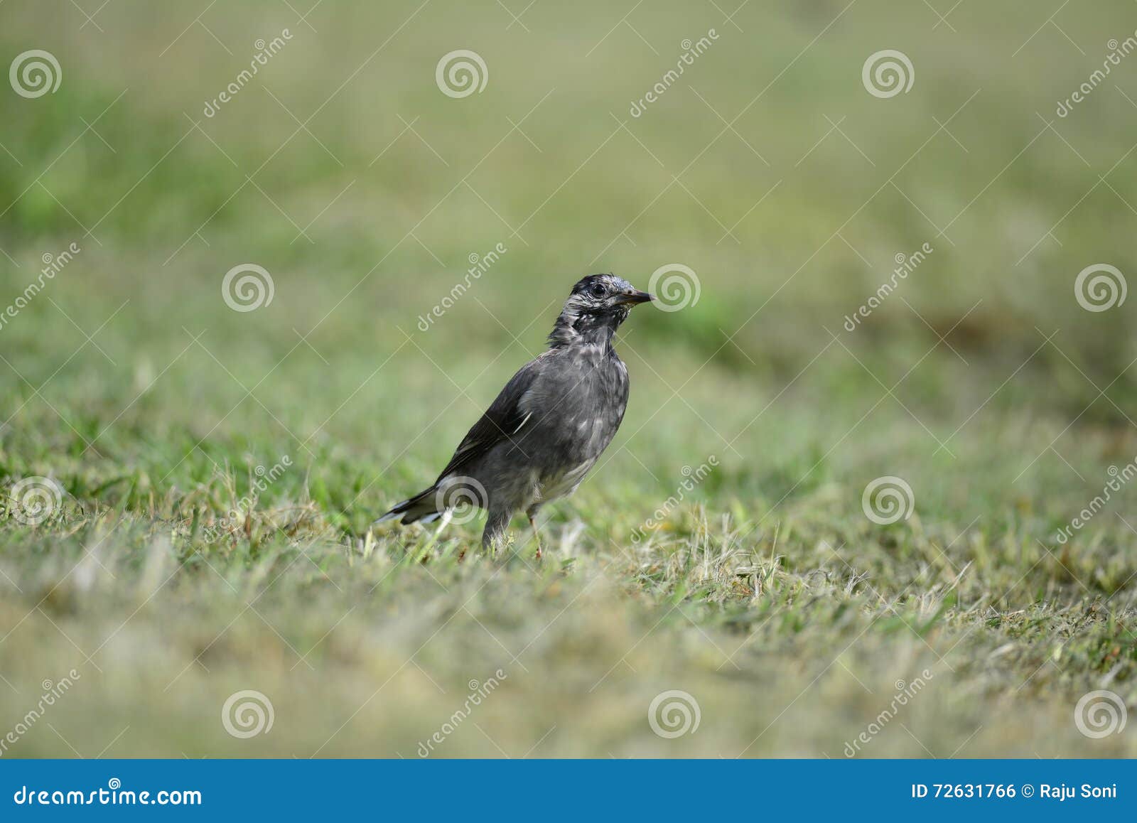 White-Cheeked Starling or Grey Starling Bird Stock Photo - Image of ...