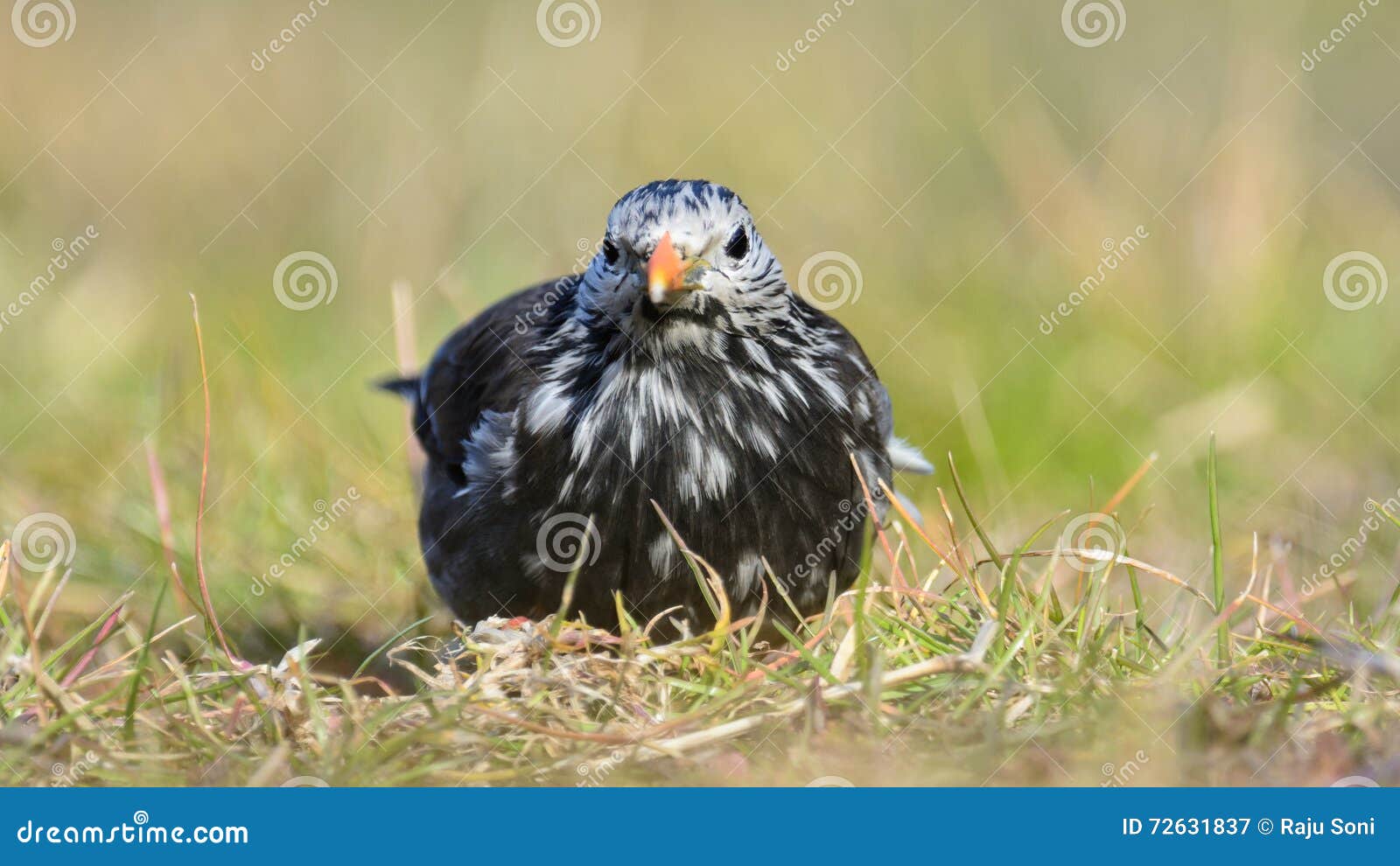 White-Cheeked Starling or Grey Starling Bird Stock Image - Image of ...