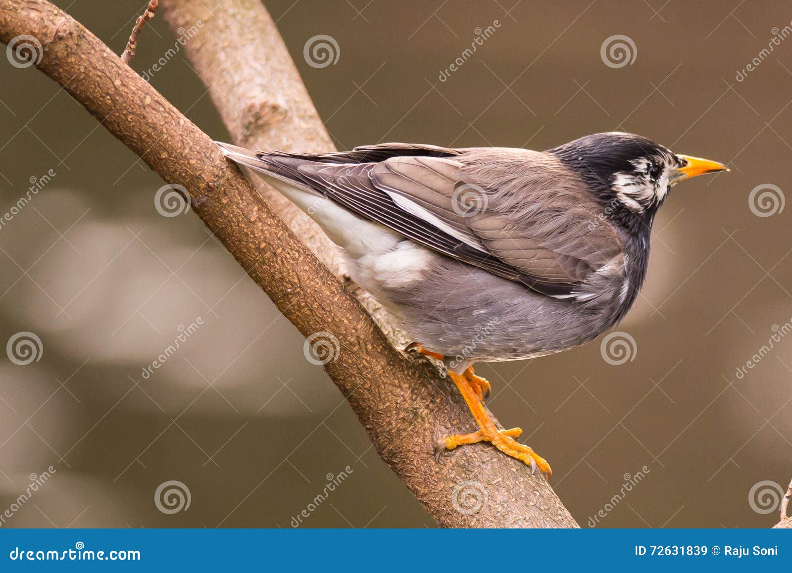 White-Cheeked Starling or Grey Starling Bird Stock Image - Image of ...