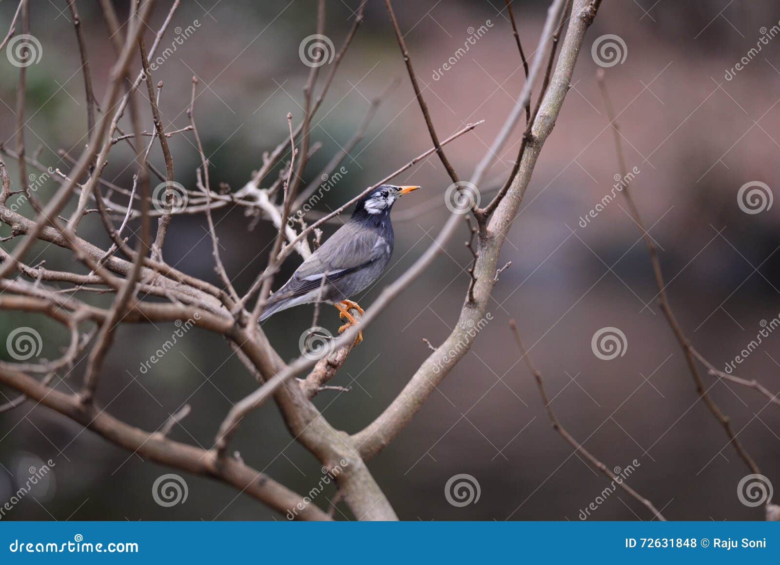 White-Cheeked Starling or Grey Starling Bird Stock Photo - Image of ...