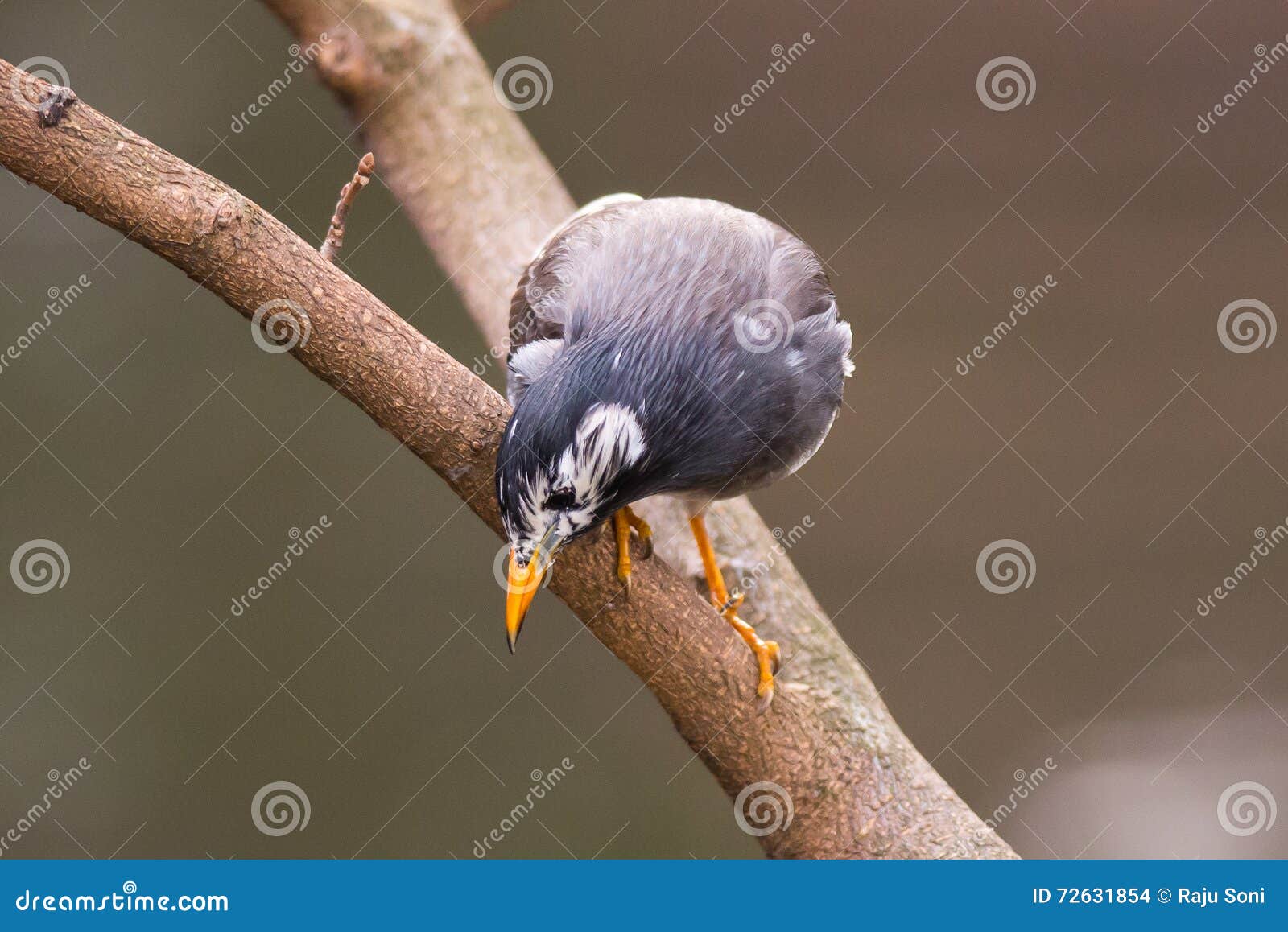 White-Cheeked Starling or Grey Starling Bird Stock Photo - Image of ...