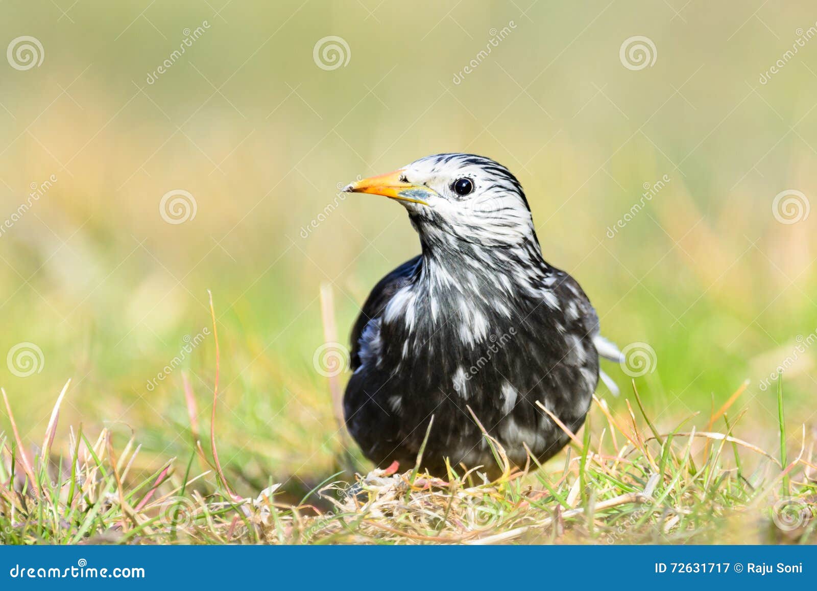 White-Cheeked Starling or Grey Starling Stock Image - Image of animals ...