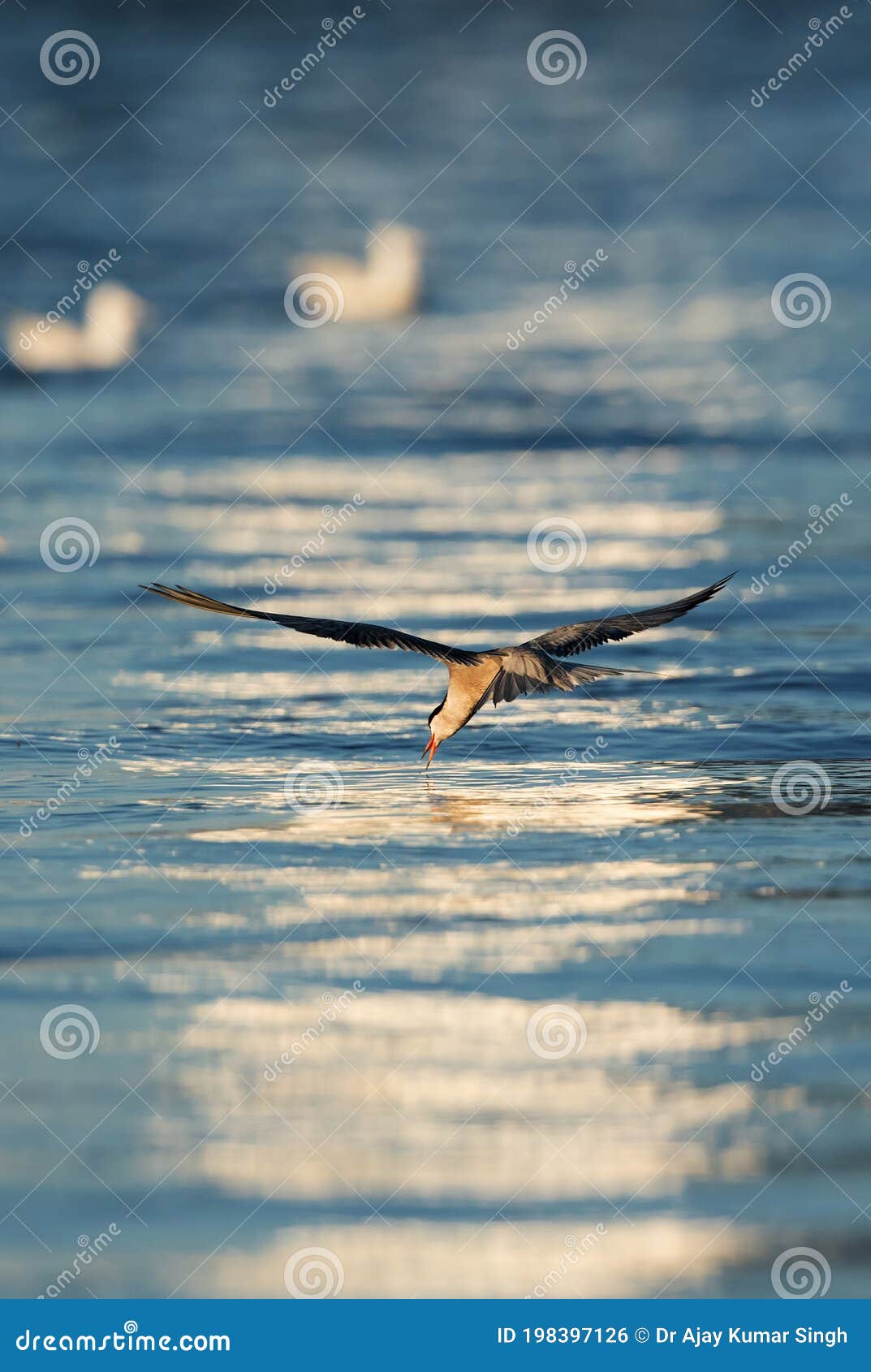 White-cheeked Tern fishing stock photo. Image of flying - 198397126