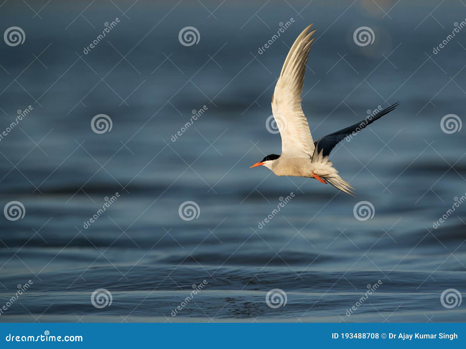 White-cheeked Tern flying stock photo. Image of bahrain - 193488708