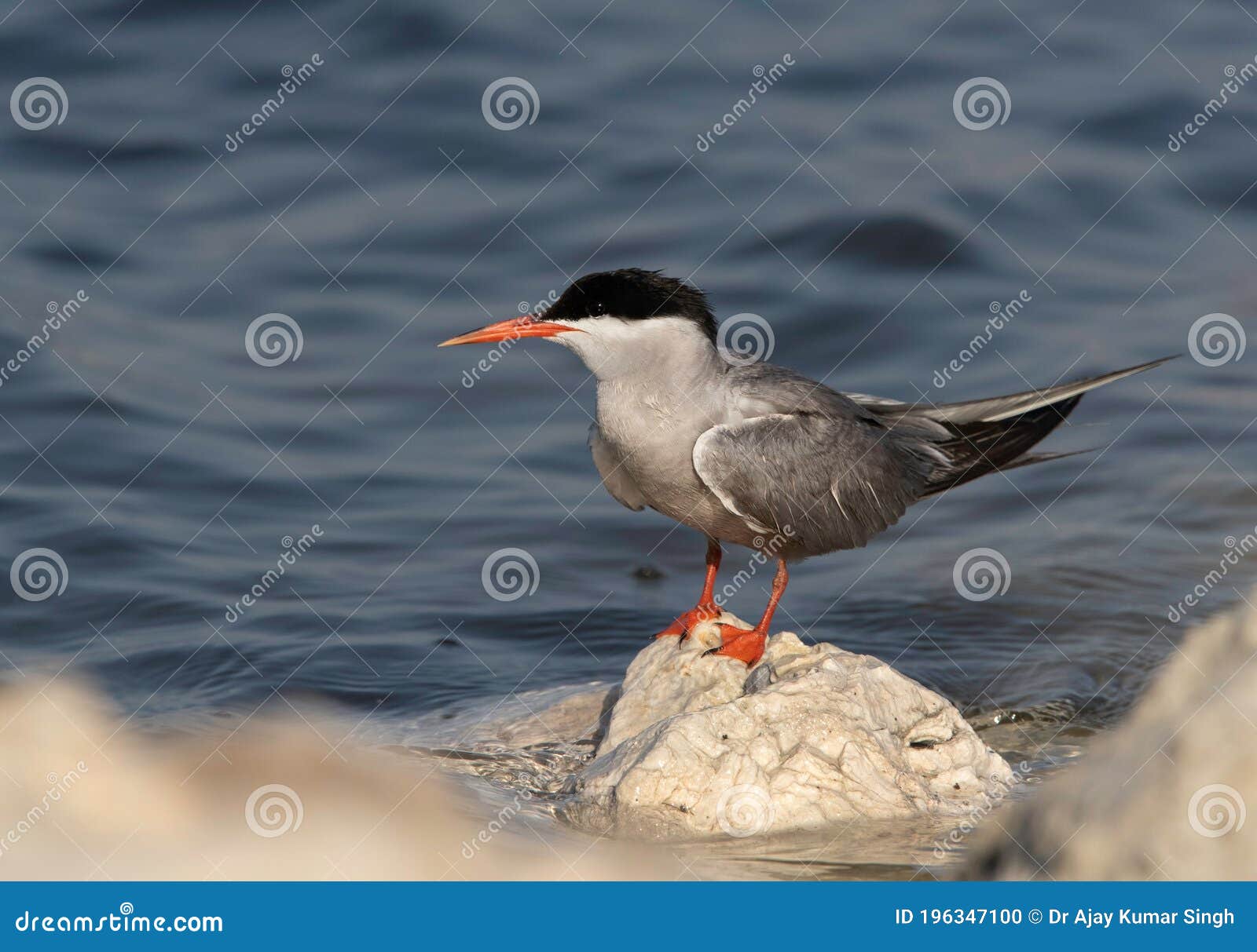 White-cheeked Tern Perched on Rock at the Coast of Tubli, Bahrain Stock ...