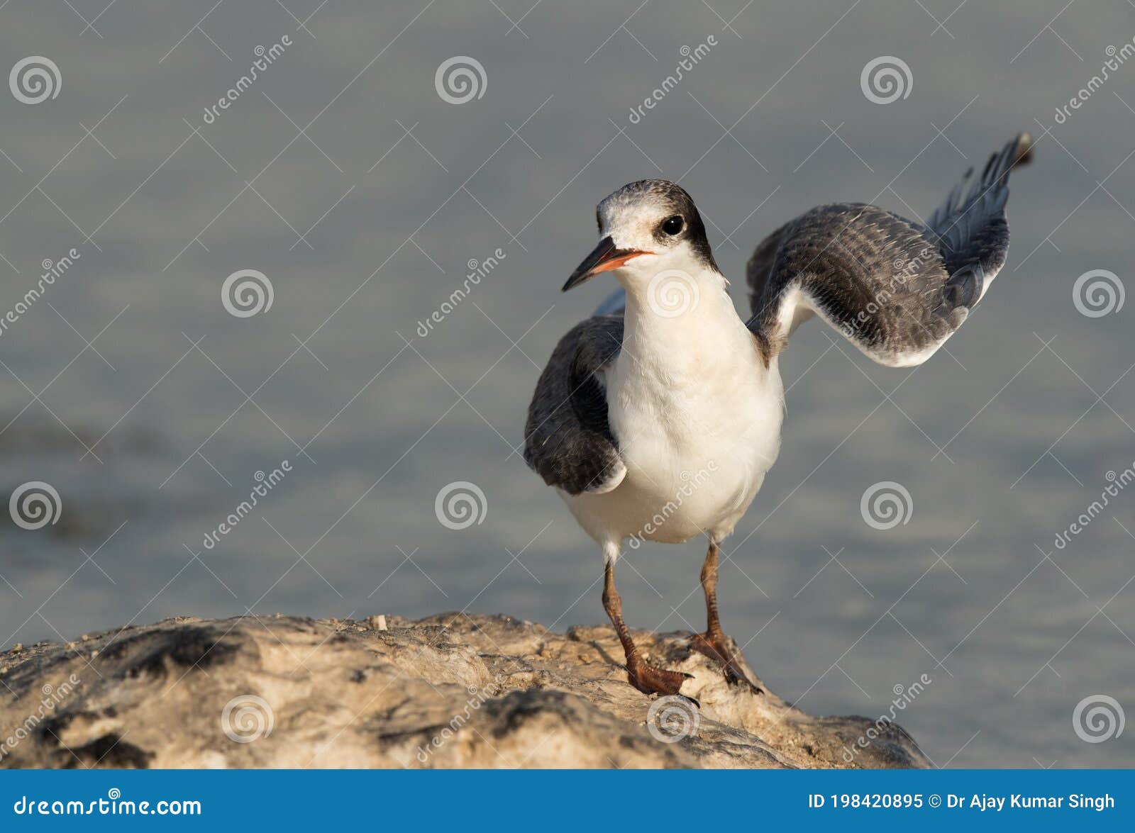 White-cheeked Tern Raising Its One Wing Stock Image - Image of ...