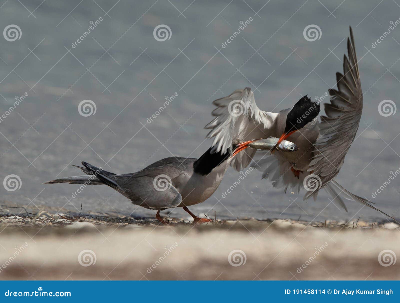 White-cheeked Tern Snatching Fish from Other at Busaiteen Coast of ...