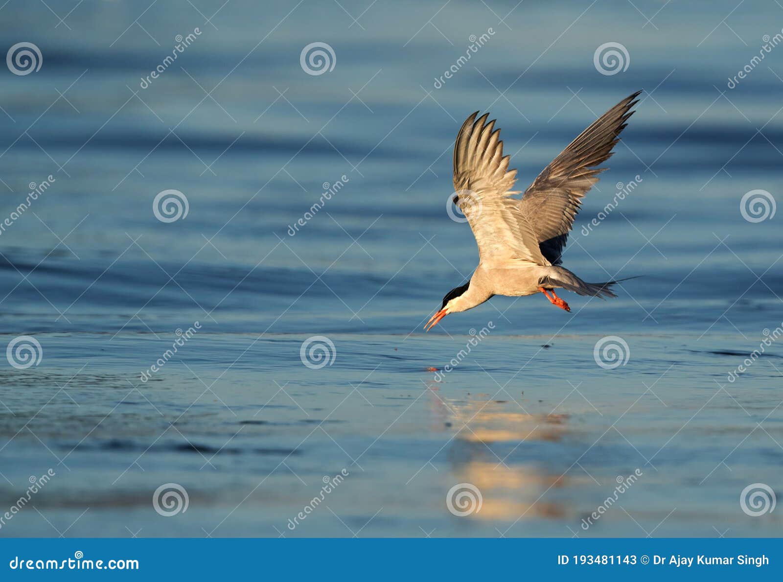 White-cheeked Tern Trying To Fish Stock Image - Image of animal, nature ...