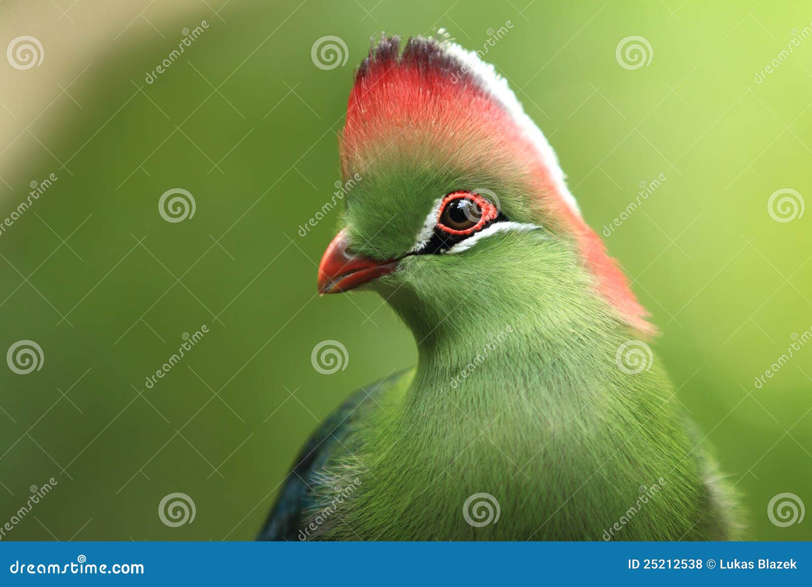White-cheeked turaco stock photo. Image of crested, cheeked - 25212538
