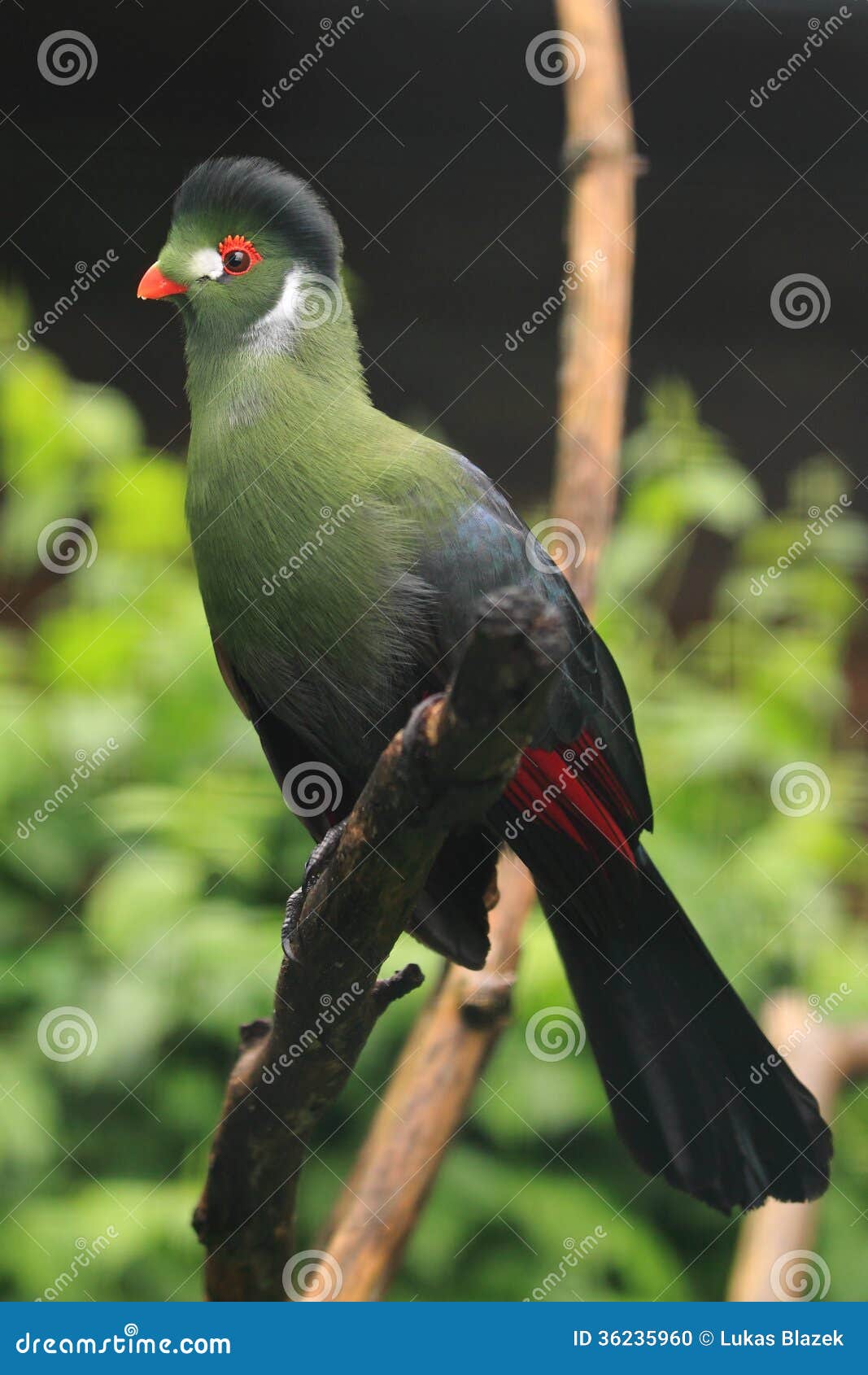 White-cheeked turaco stock photo. Image of turaco, leucotis - 36235960