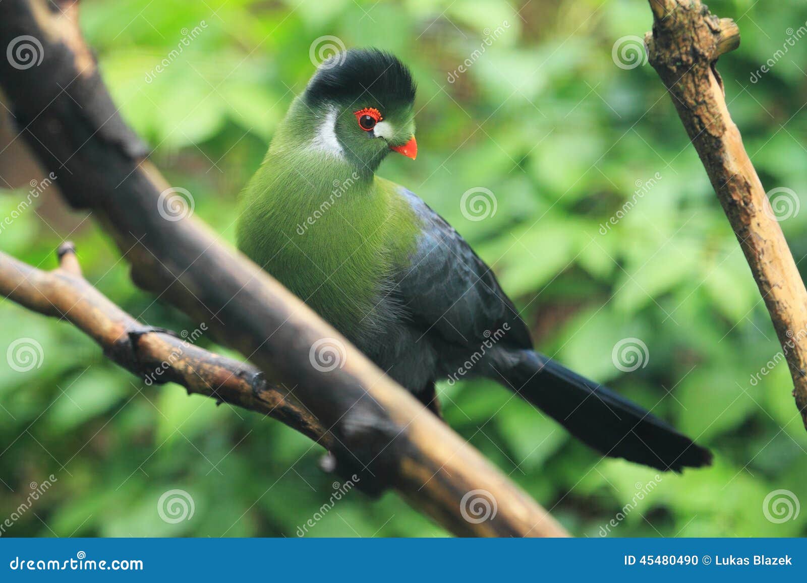 White-cheeked turaco stock photo. Image of turaco, leucotis - 45480490