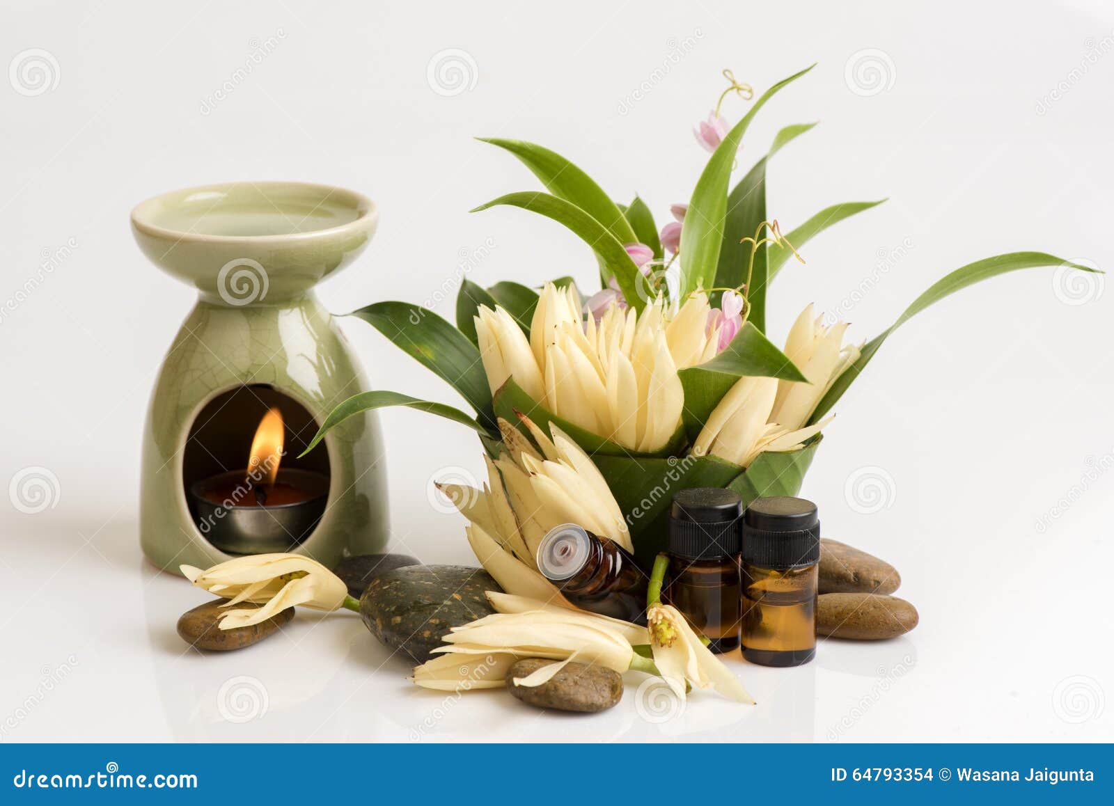 White Chempaka, Champee (thai Name) Flower Absolute. Stock Photo ...