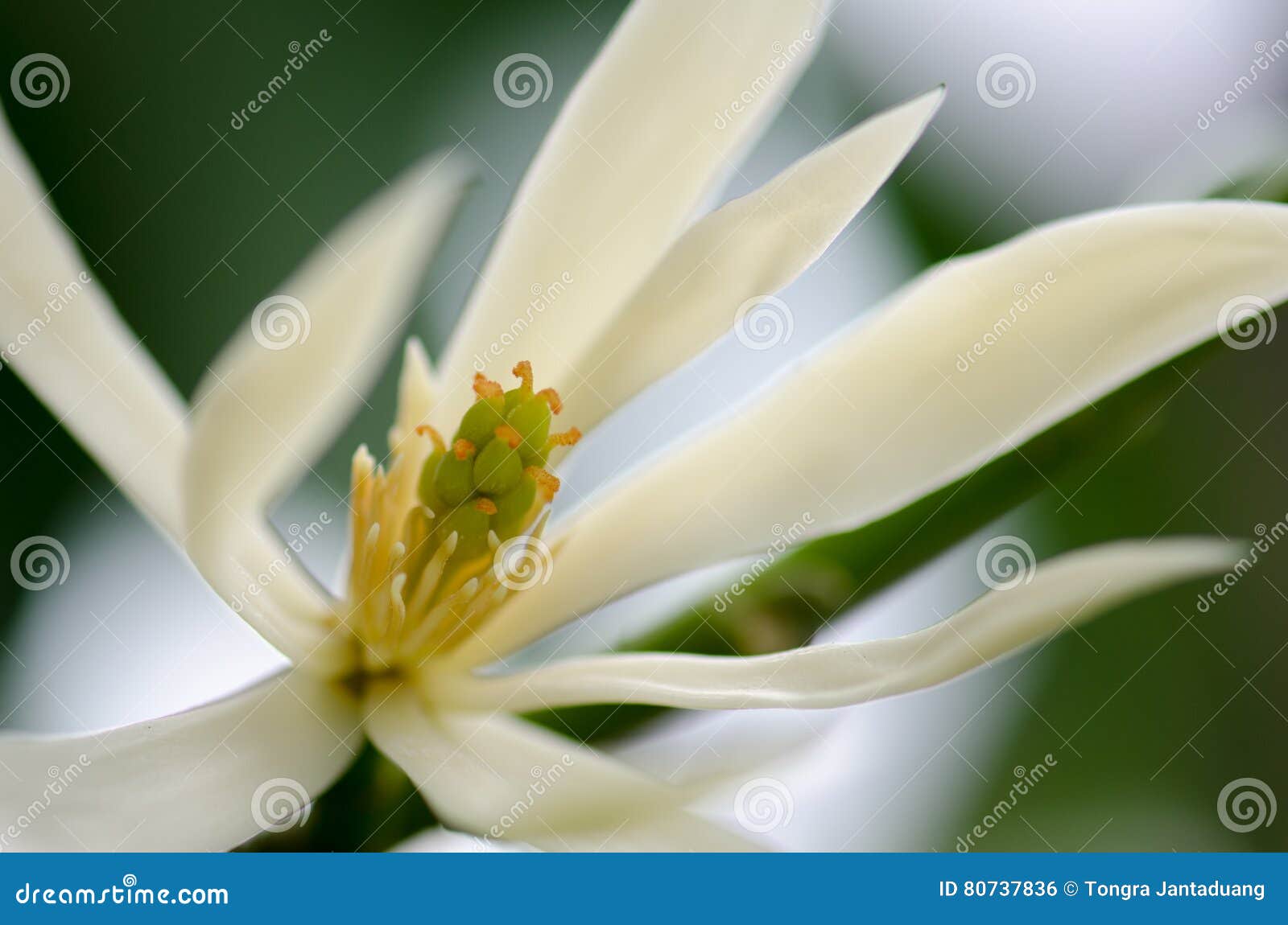 White Chempaka White Bloom on the Beautiful Aroma. Stock Photo - Image ...