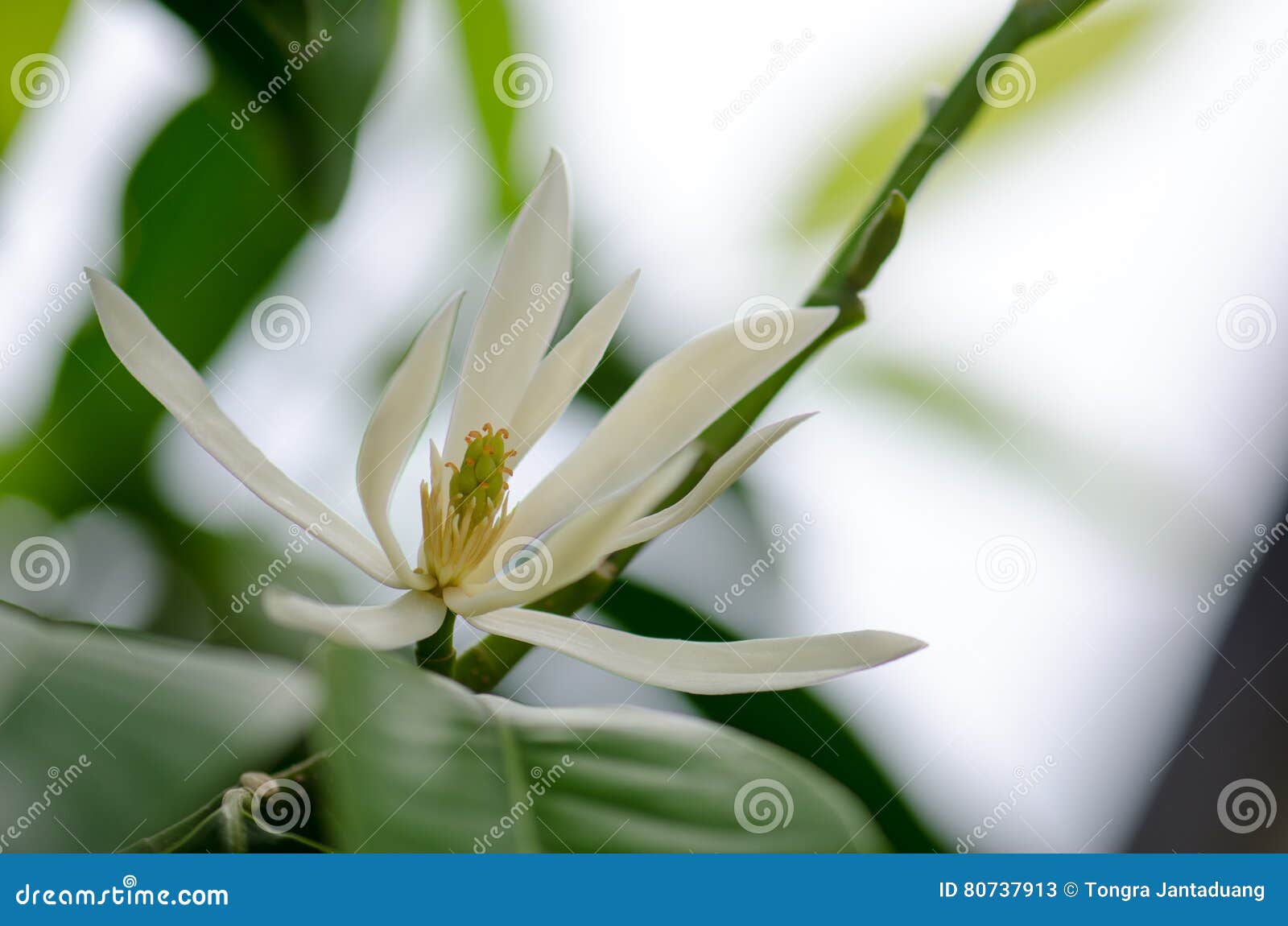 White Chempaka White Bloom on the Beautiful Aroma. Stock Image - Image ...